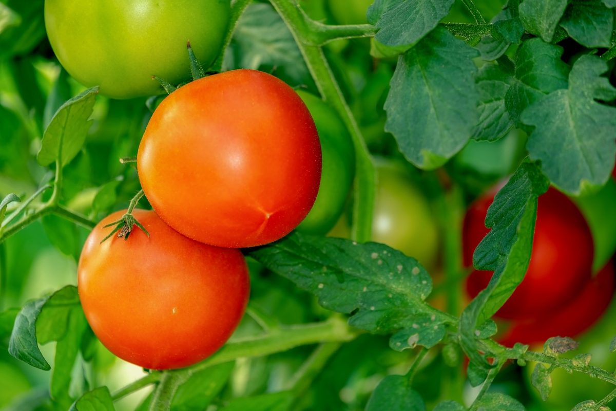 Plantation tomates : quand planter tomates ? - Beynat